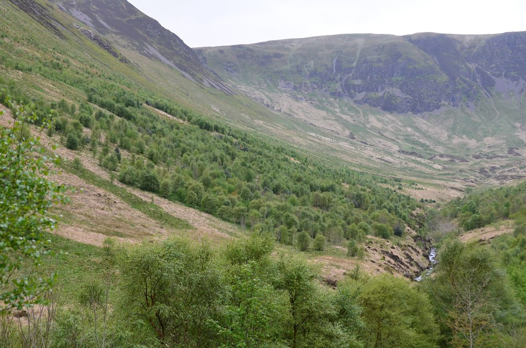 Carrifran Wildwood | Birdingplaces