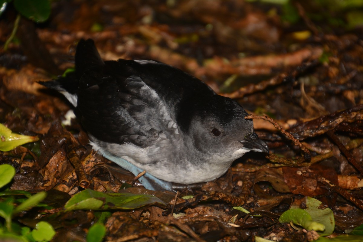 Common Diving-Petrel (Pelecanoides urinatrix) | Birdingplaces