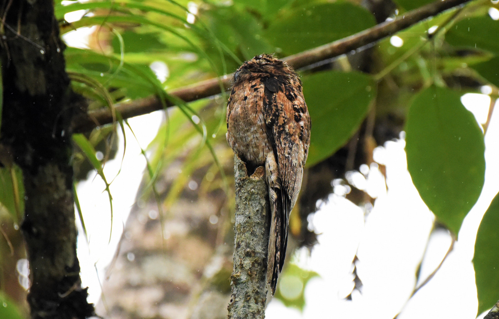Common Potoo (Nyctibius griseus) | Birdingplaces