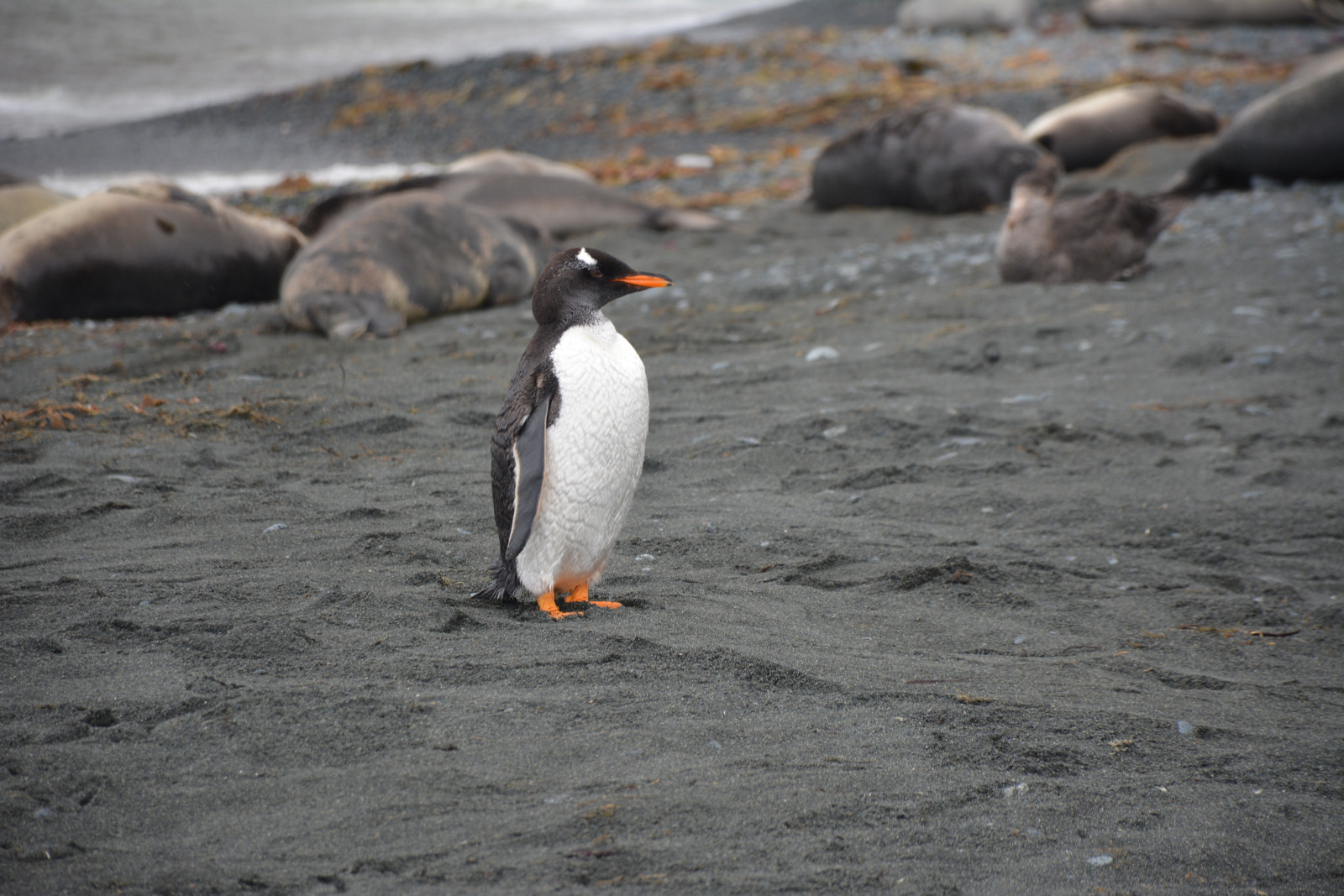 Isla Martillo | Birdingplaces