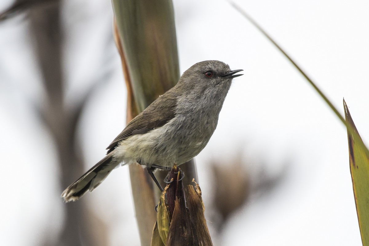 Grey Warbler (Gerygone igata) | Birdingplaces
