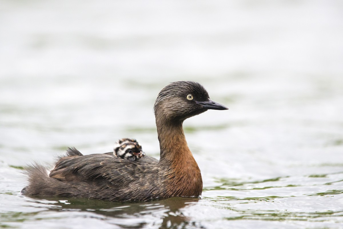New Zealand Dabchick (Poliocephalus rufopectus) | Birdingplaces