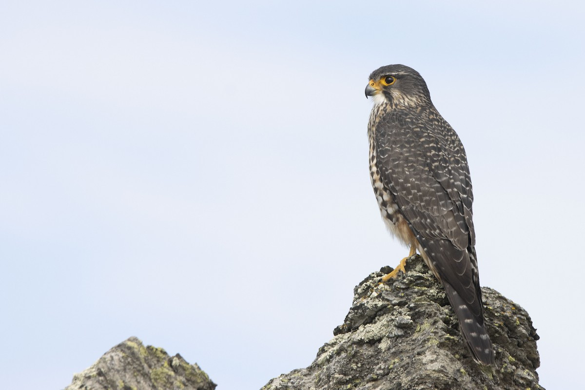 New Zealand Falcon (Falco novaeseelandiae) | Birdingplaces
