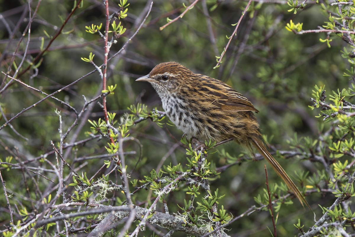 New Zealand Fernbird (Poodytes punctatus) | Birdingplaces