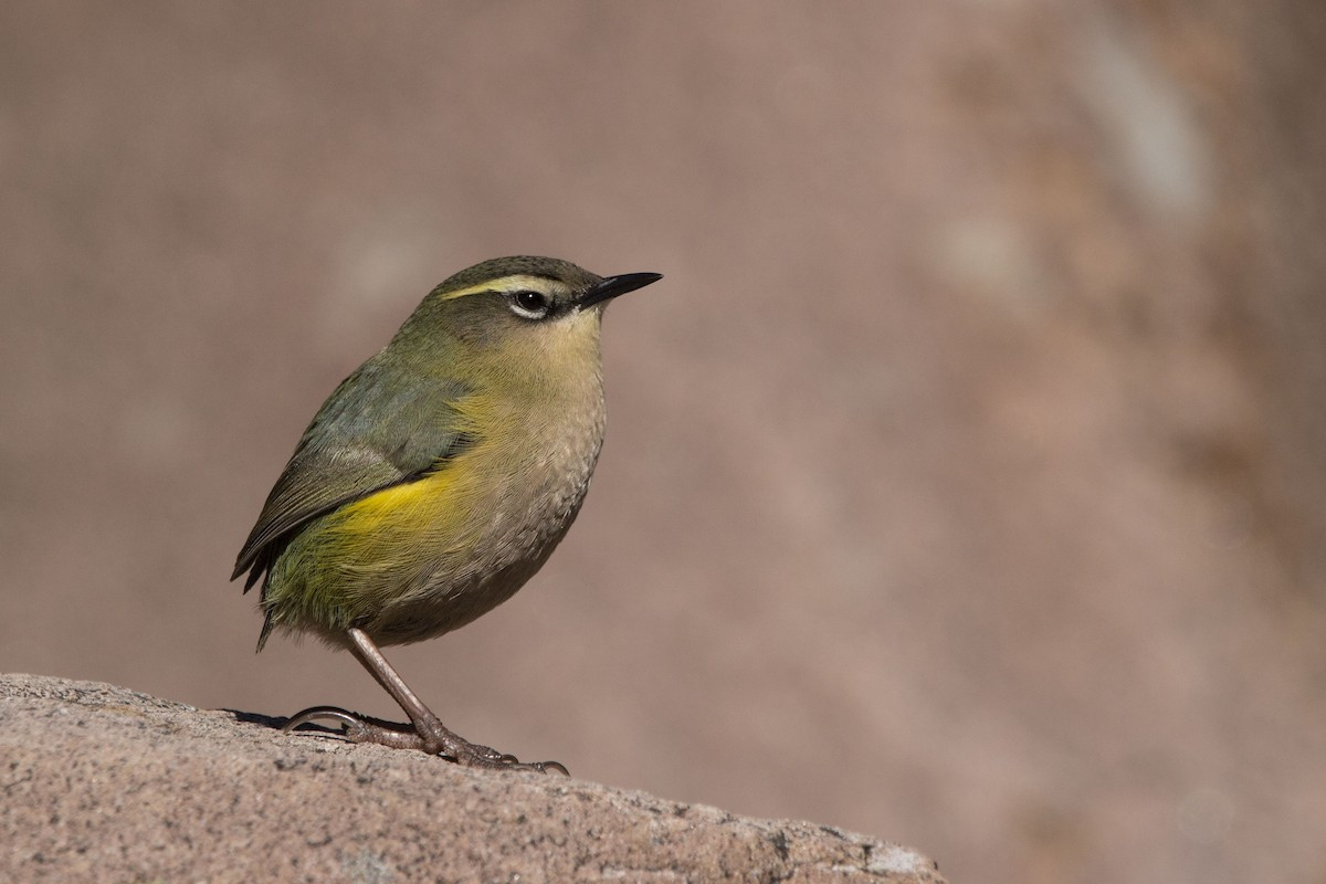 New Zealand Rock Wren (Xenicus gilviventris) | Birdingplaces