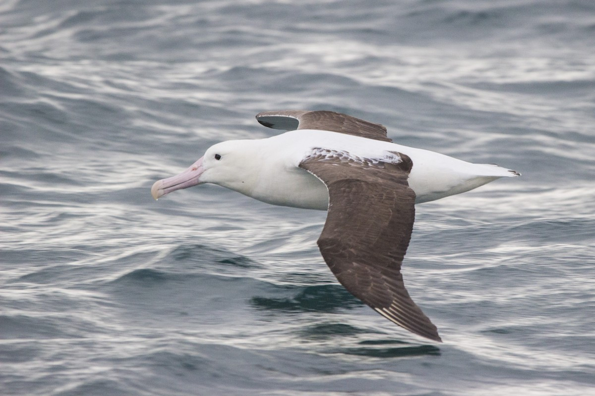 Northern Royal Albatross (Diomedea epomophora sanfordi) | Birdingplaces