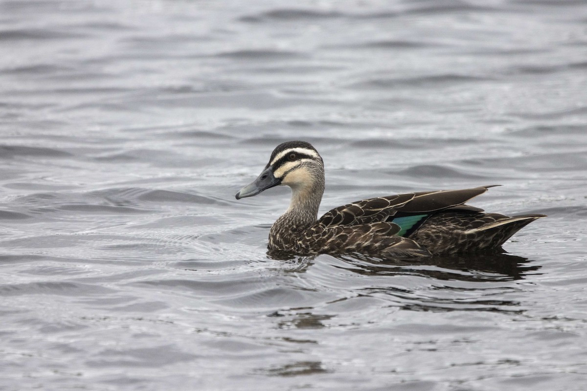 Pacific Black Duck (Anas superciliosa) | Birdingplaces