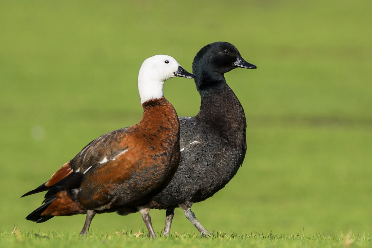 Paradise Shelduck (Tadorna variegata) | Birdingplaces