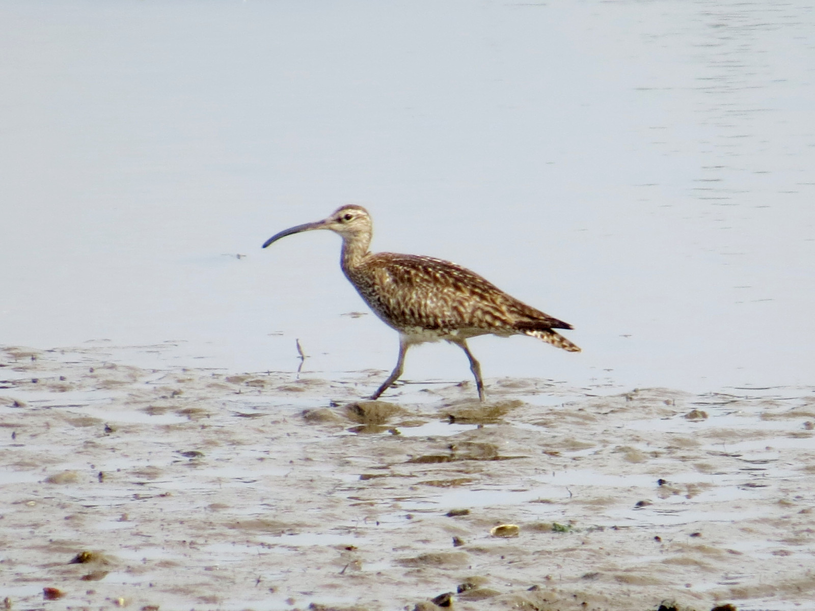 River Blyth Estuary | Birdingplaces