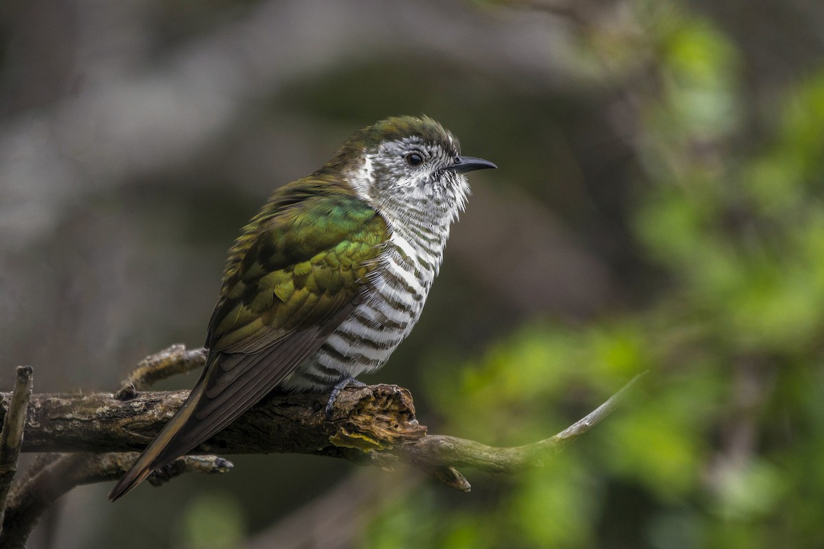 Shining Bronze Cuckoo (Chrysococcyx lucidus) | Birdingplaces