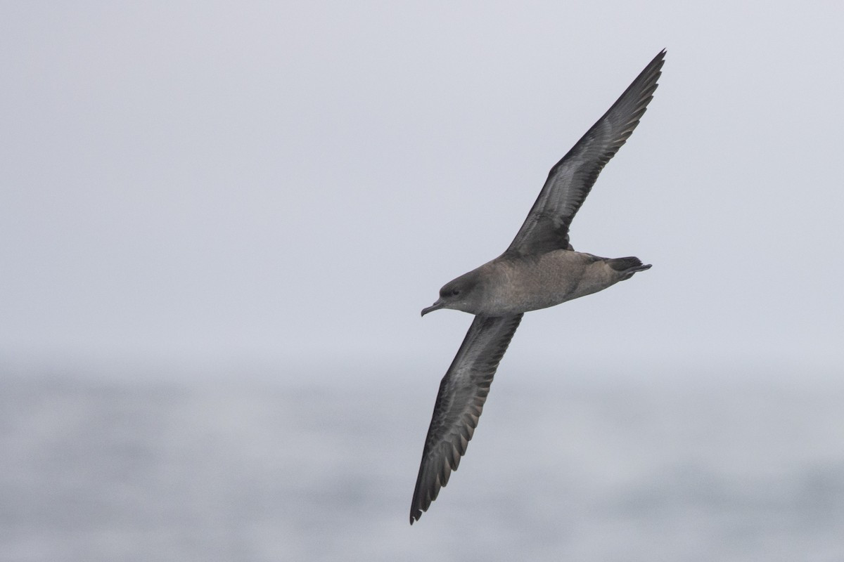 Short-tailed Shearwater (Ardenna tenuirostris) | Birdingplaces