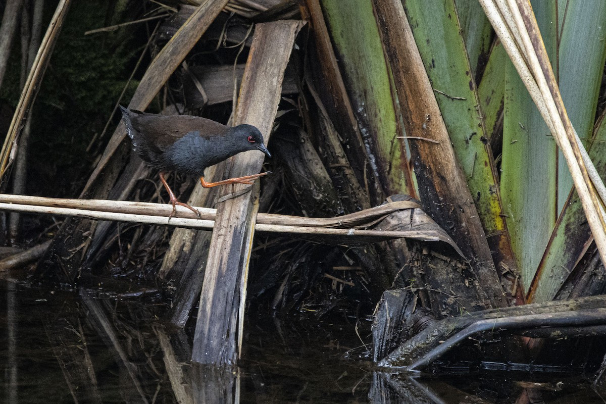 Spotless Crake (Zapornia tabuensis) | Birdingplaces