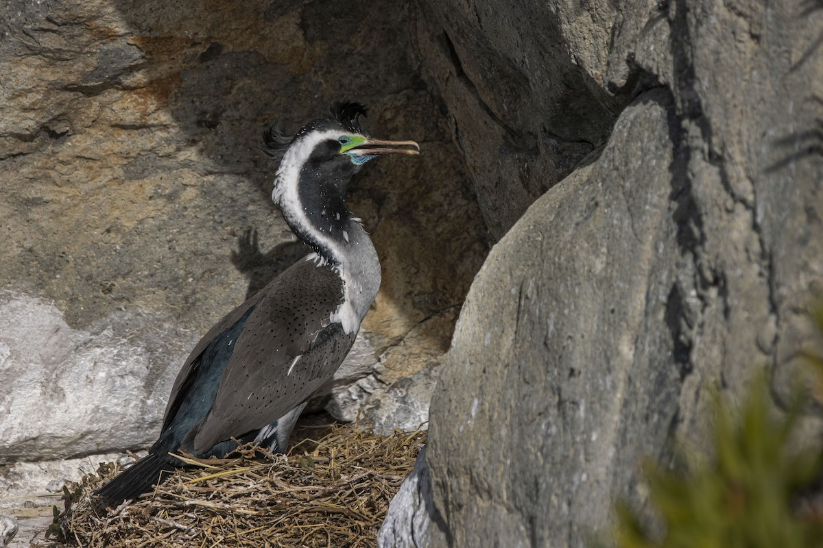 Spotted Shag (Phalacrocorax punctatus) | Birdingplaces
