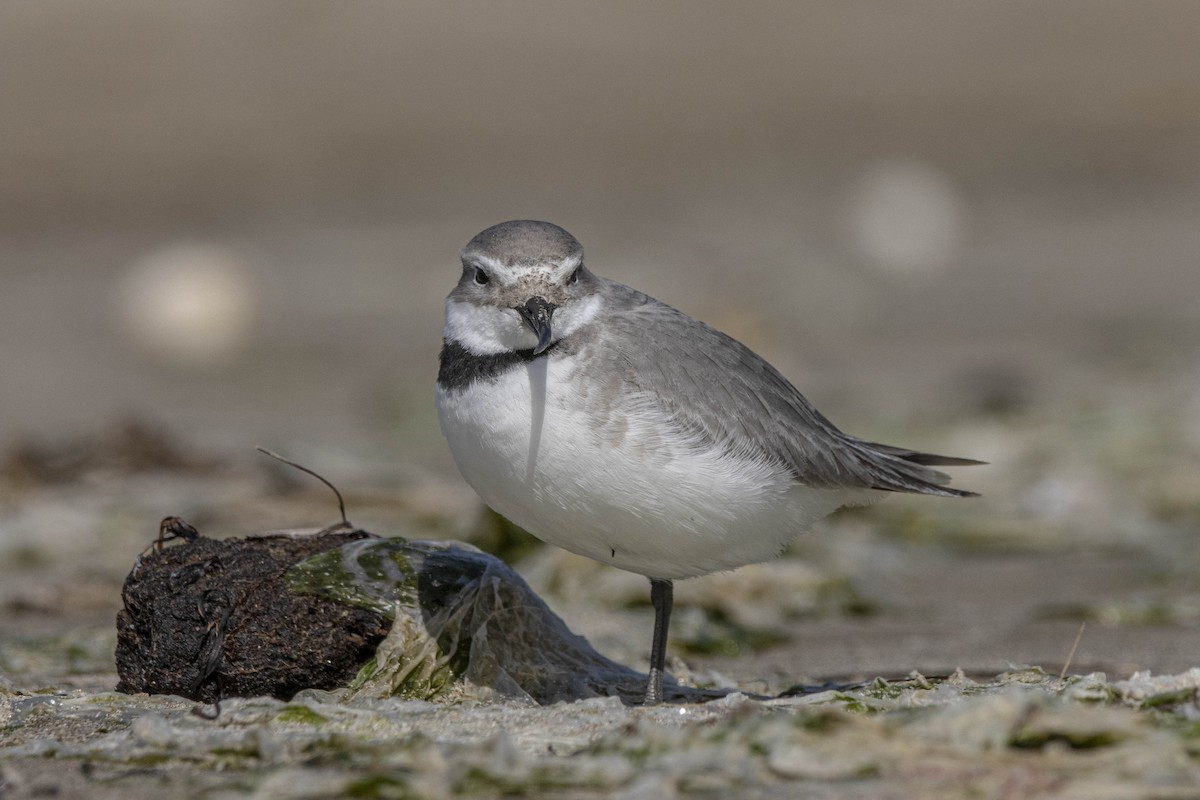 Wrybill (Anarhynchus frontalis) | Birdingplaces