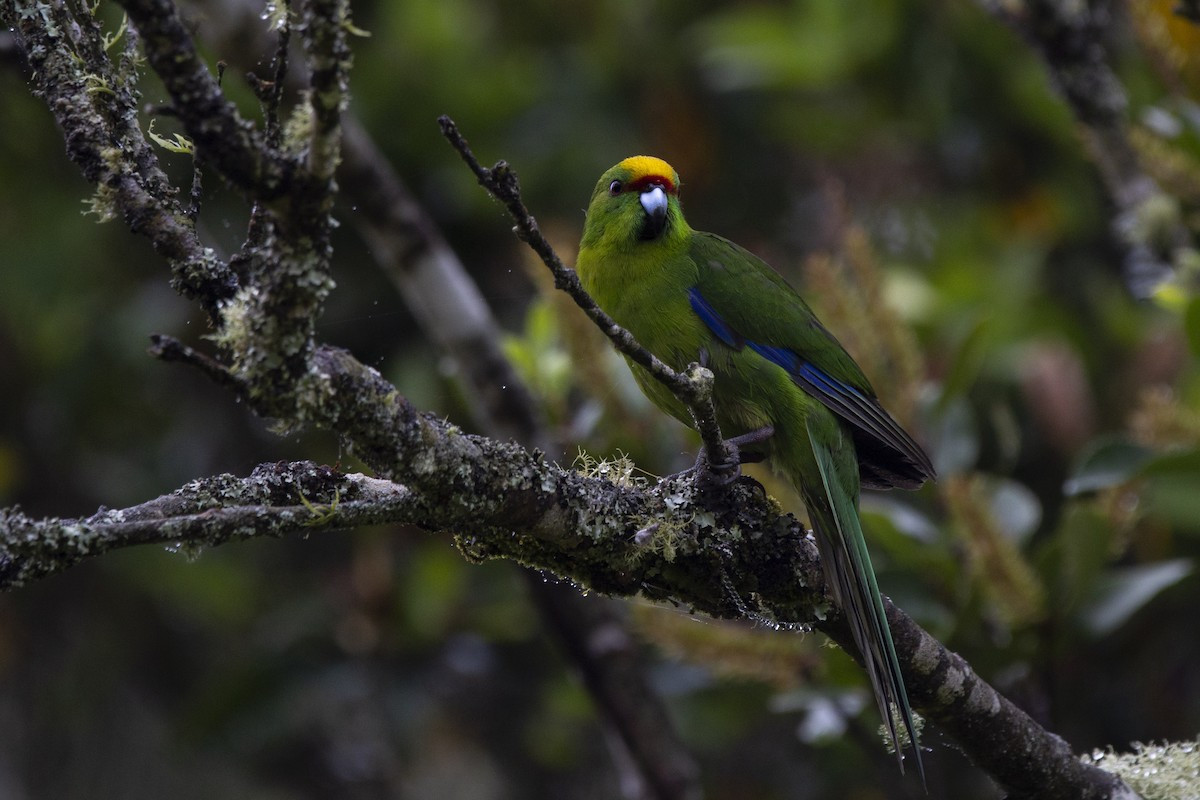 Yellow-crowned Parakeet (Cyanoramphus auriceps) | Birdingplaces