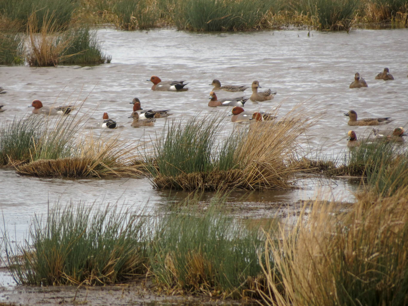 RSPB Buckenham and Cantley Marshes | Birdingplaces