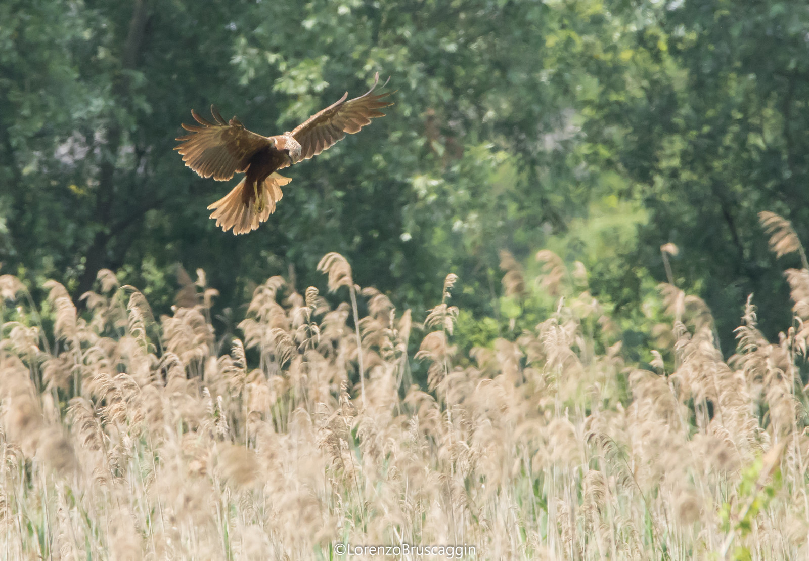Torbiere di Marcaria | Birdingplaces