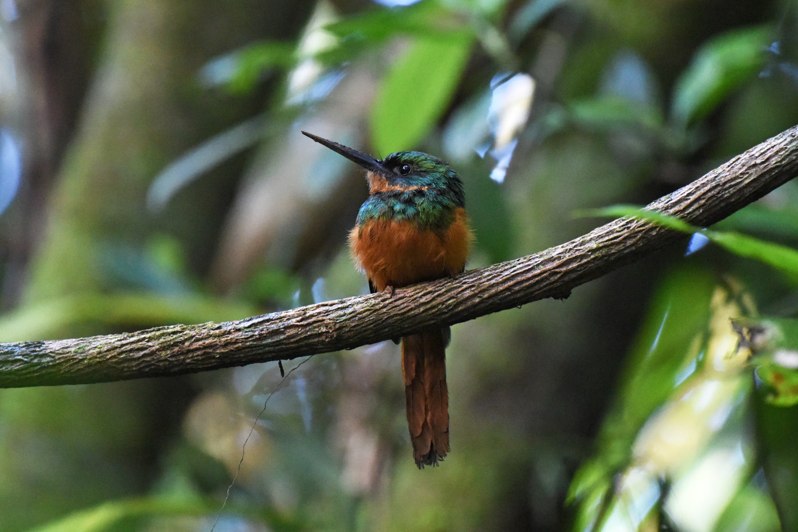 Rufous-tailed Jacamar (Galbula ruficauda) | Birdingplaces