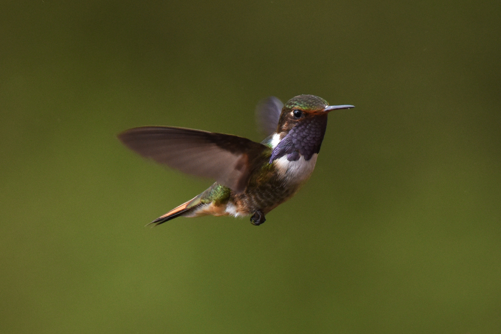Volcano Hummingbird (Selasphorus flammula) | Birdingplaces.eu