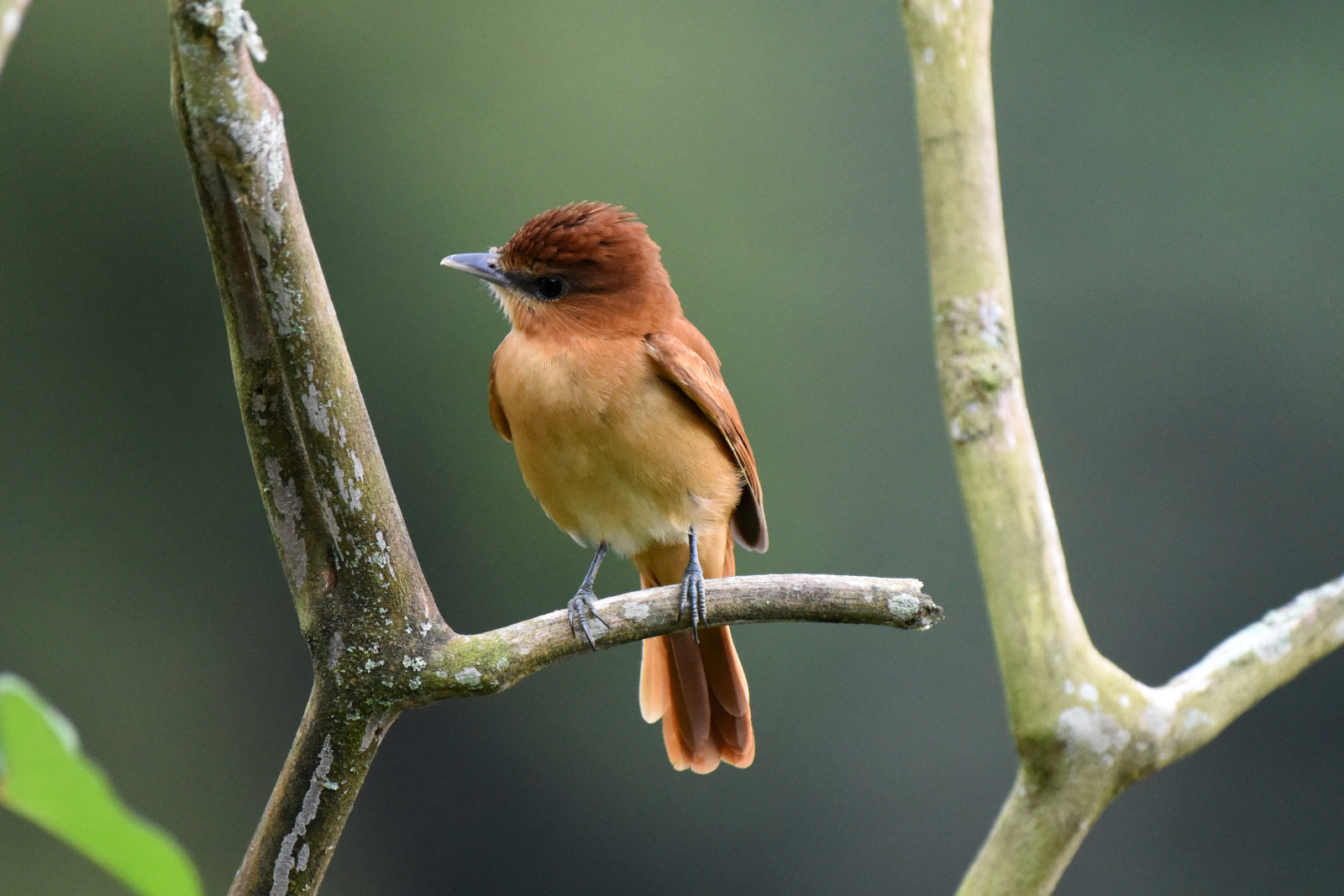 Cinnamon Becard (Pachyramphus cinnamomeus) | Birdingplaces