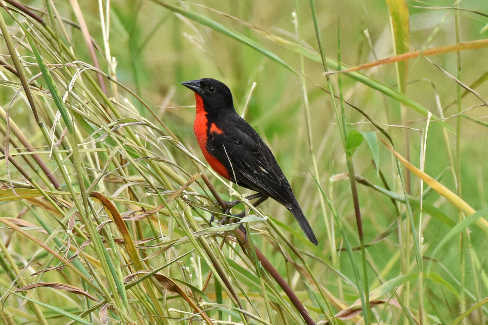Red-breasted Meadowlark (Leistes militaris) | Birdingplaces