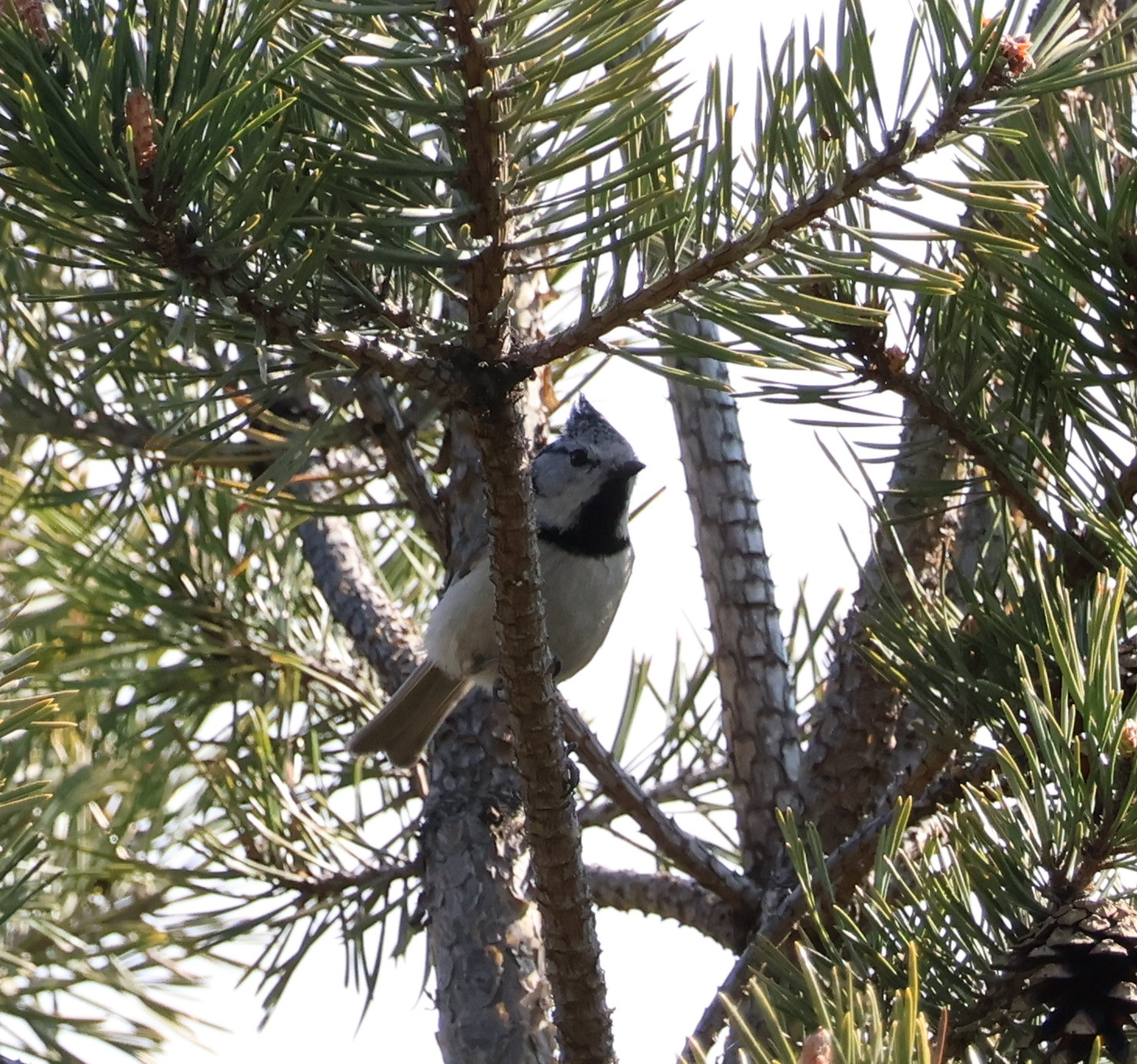 Mount Suvobor and Ravna Gora | Birdingplaces