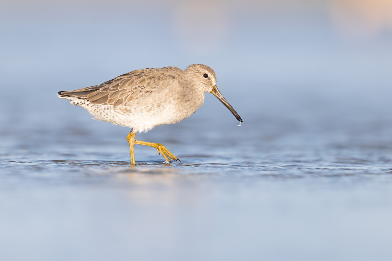 Short-billed Dowitcher (Limnodromus griseus) | Birdingplaces.eu