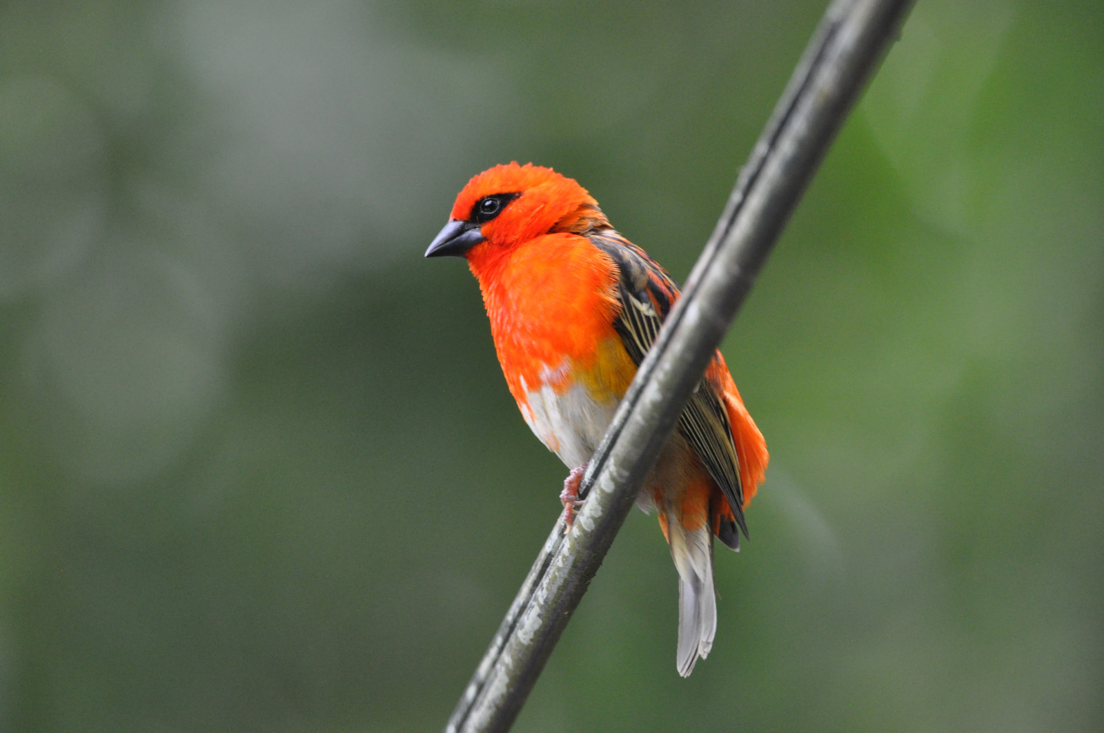 Red Fody (Foudia madagascariensis) | Birdingplaces