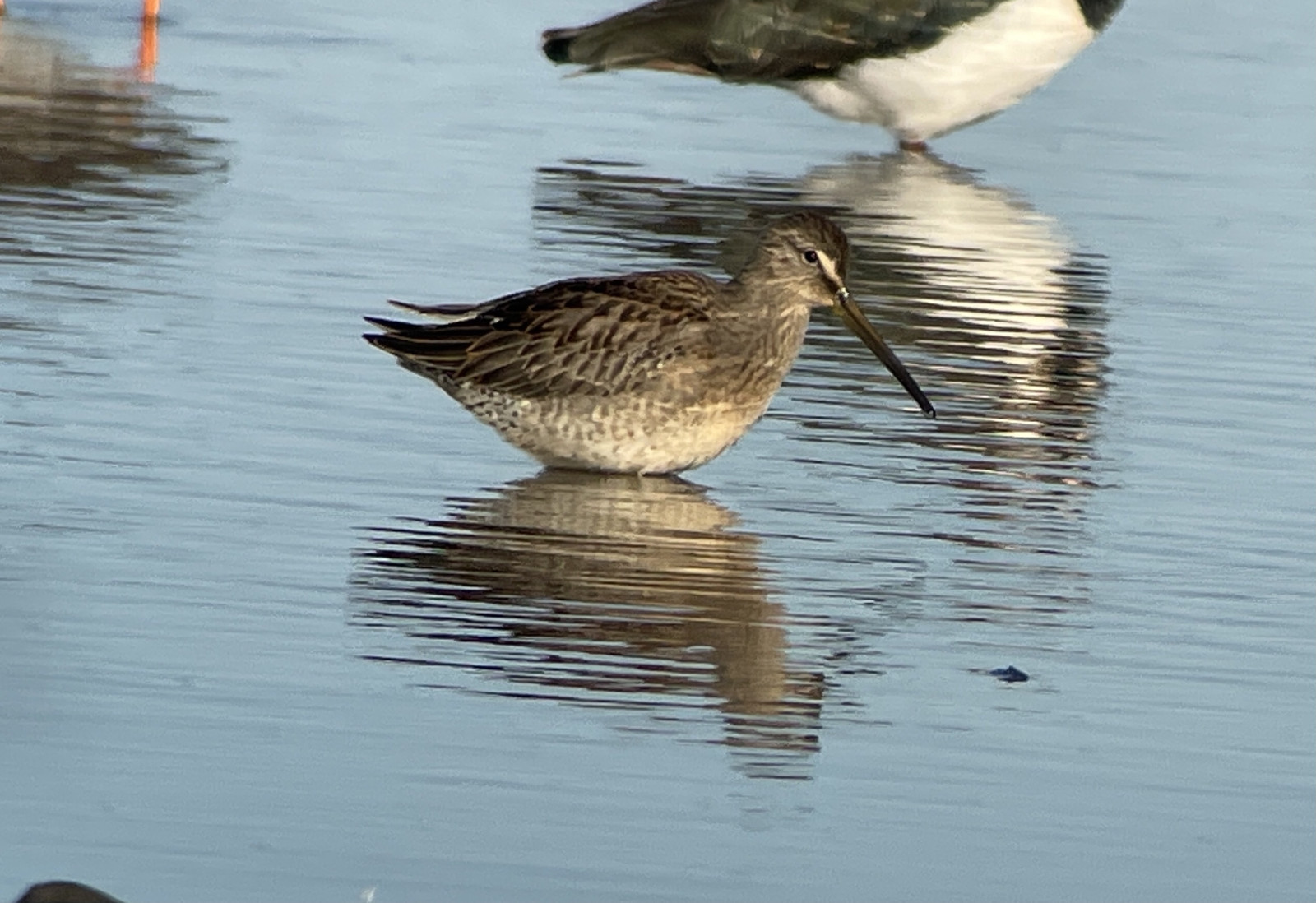 Musselburgh Lagoons | Birdingplaces