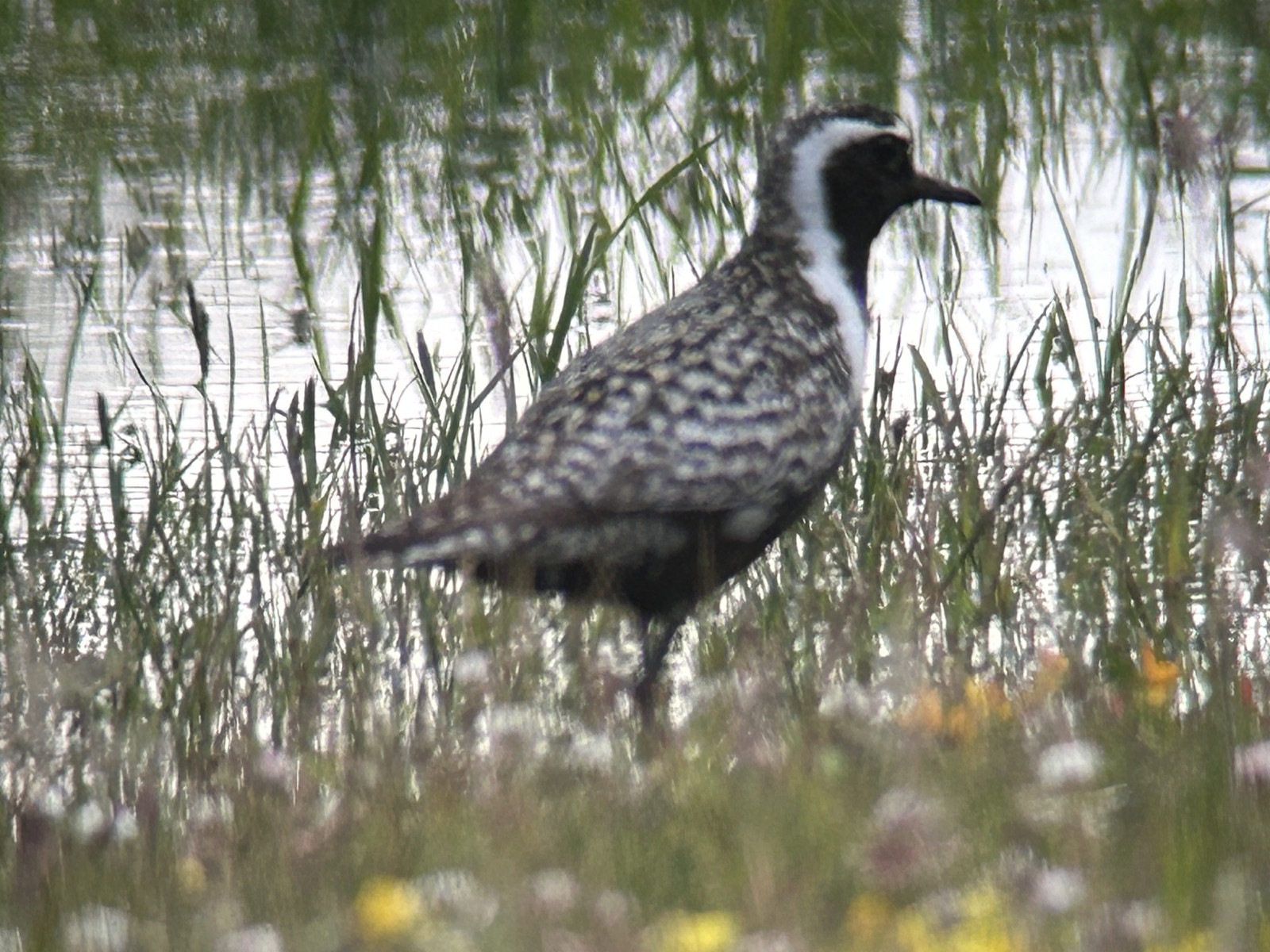 Musselburgh Lagoons | Birdingplaces