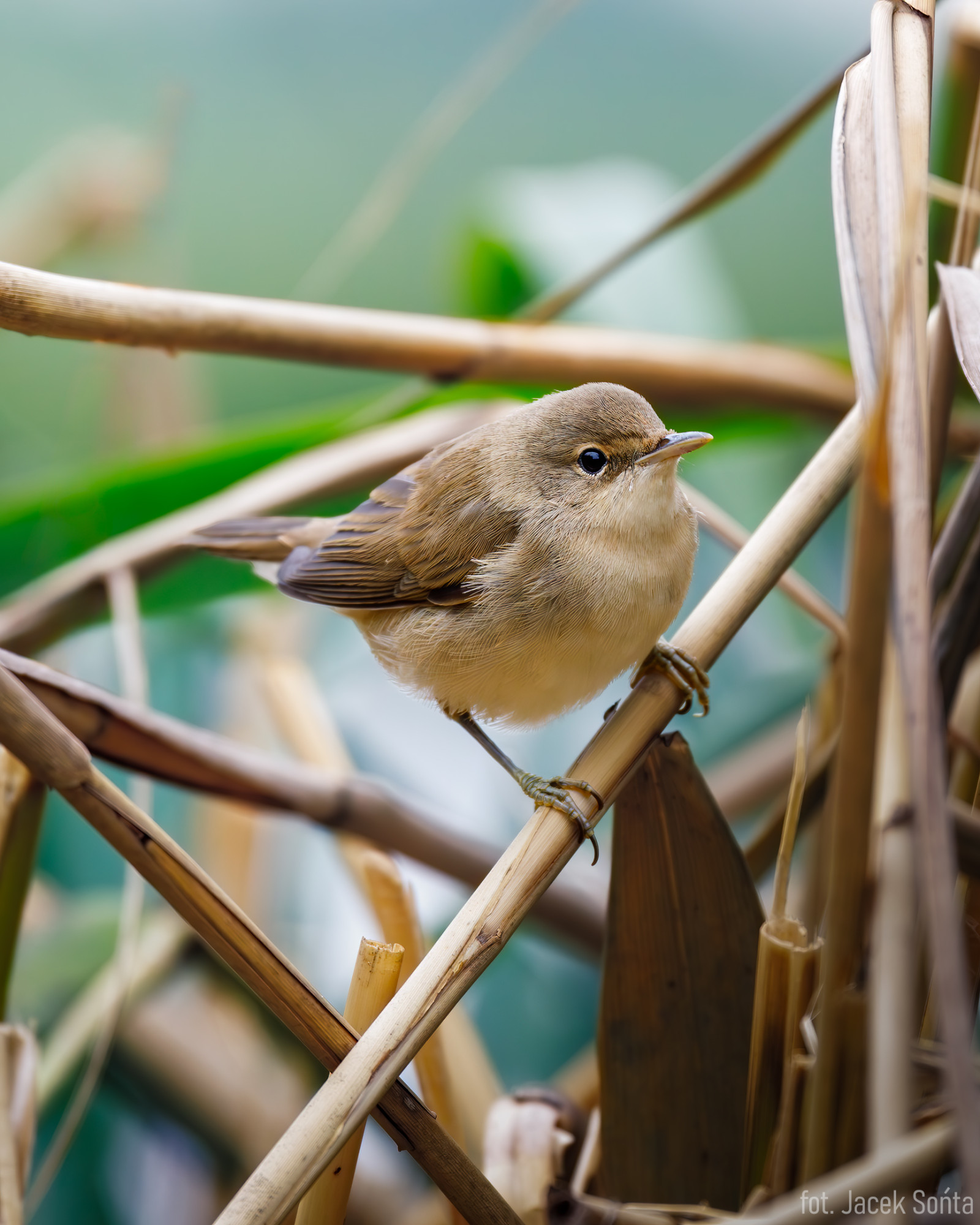 Bugaj Reservoir | Birdingplaces