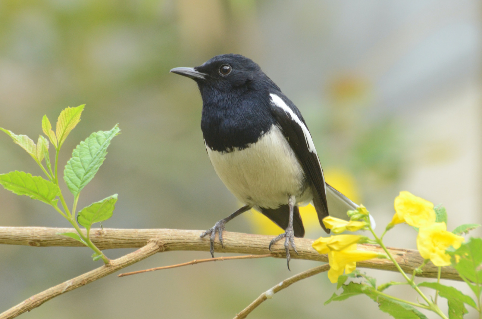 Indian Robin (Copsychus fulicatus) | Birdingplaces