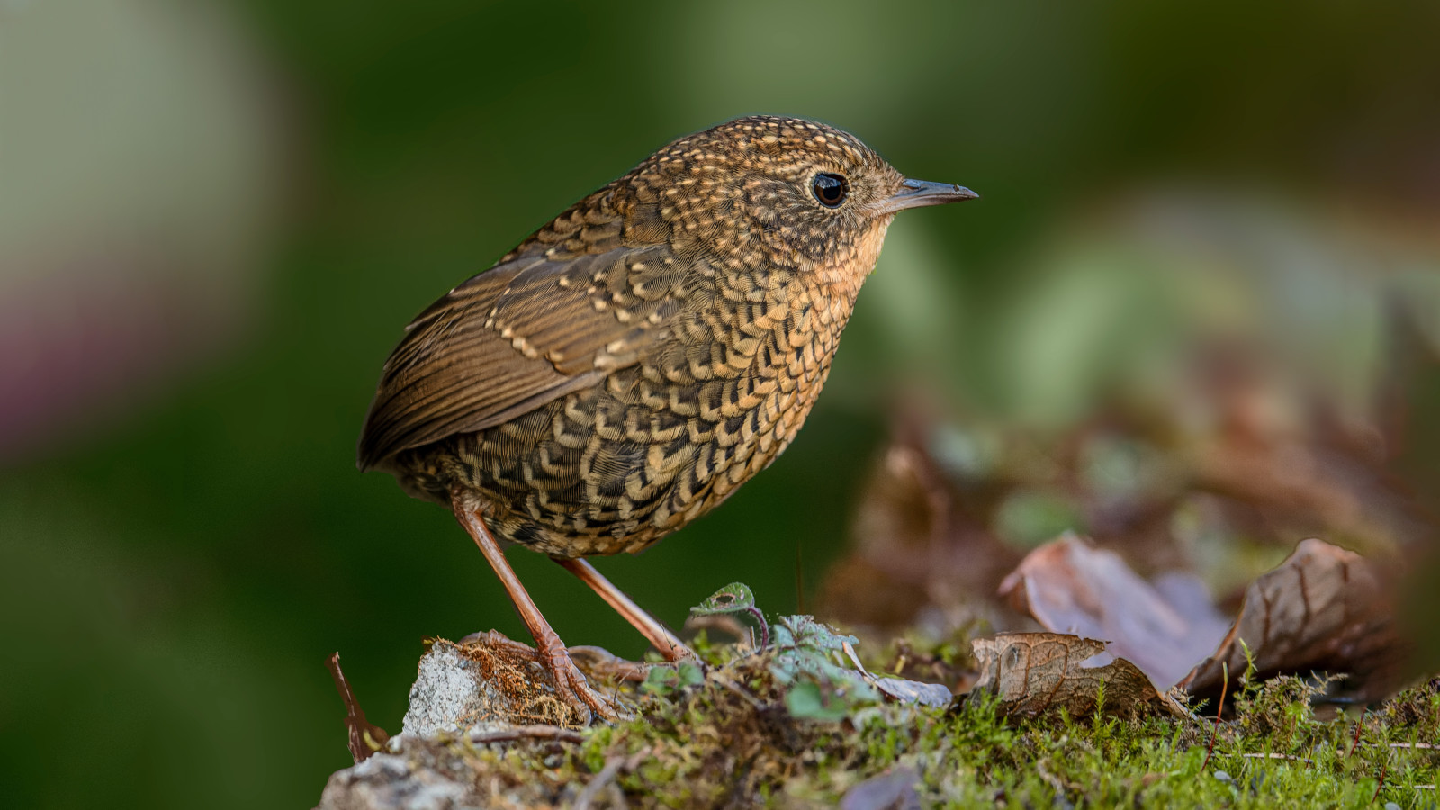 Scaly-breasted Cupwing (Pnoepyga albiventer) | Birdingplaces