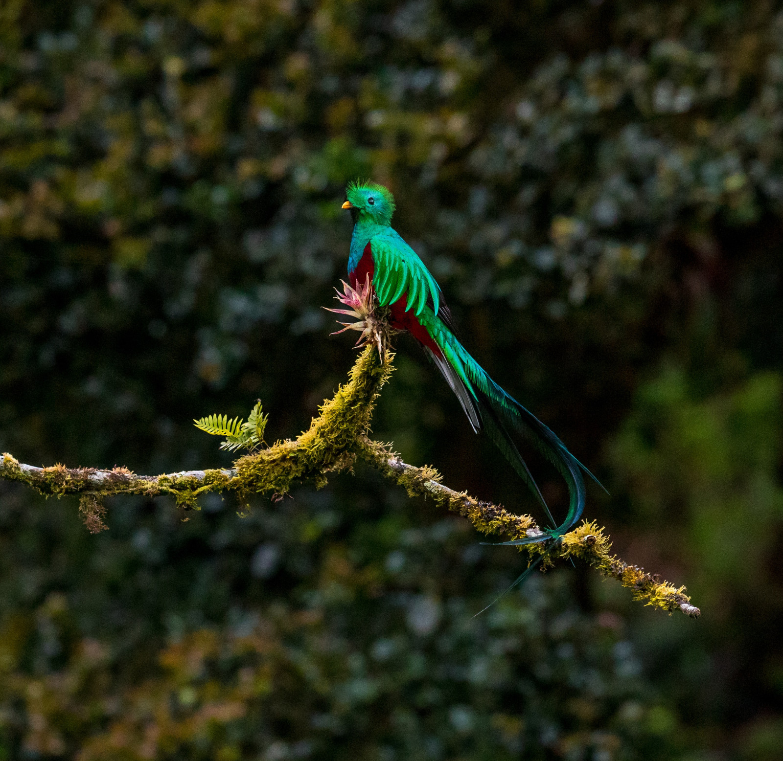 Monteverde Cloud Forest Reserve | Birdingplaces