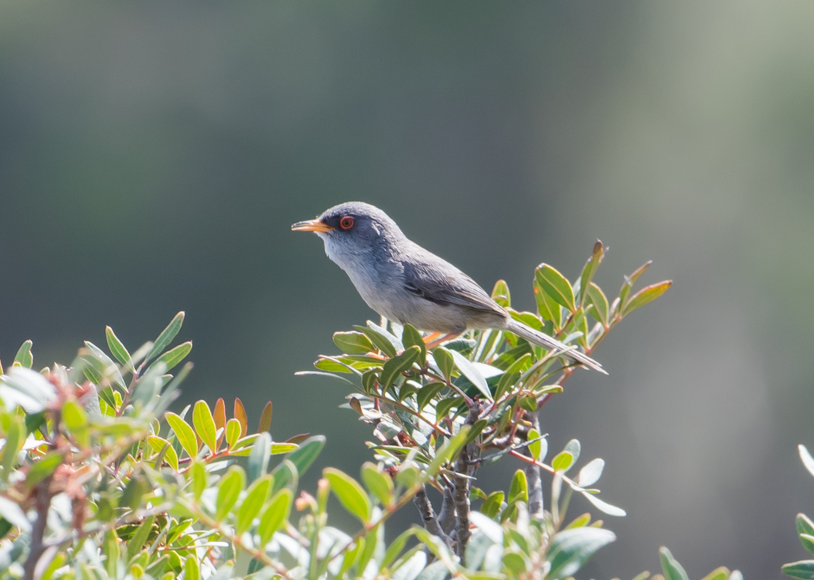 Bóquer Valley | Birdingplaces