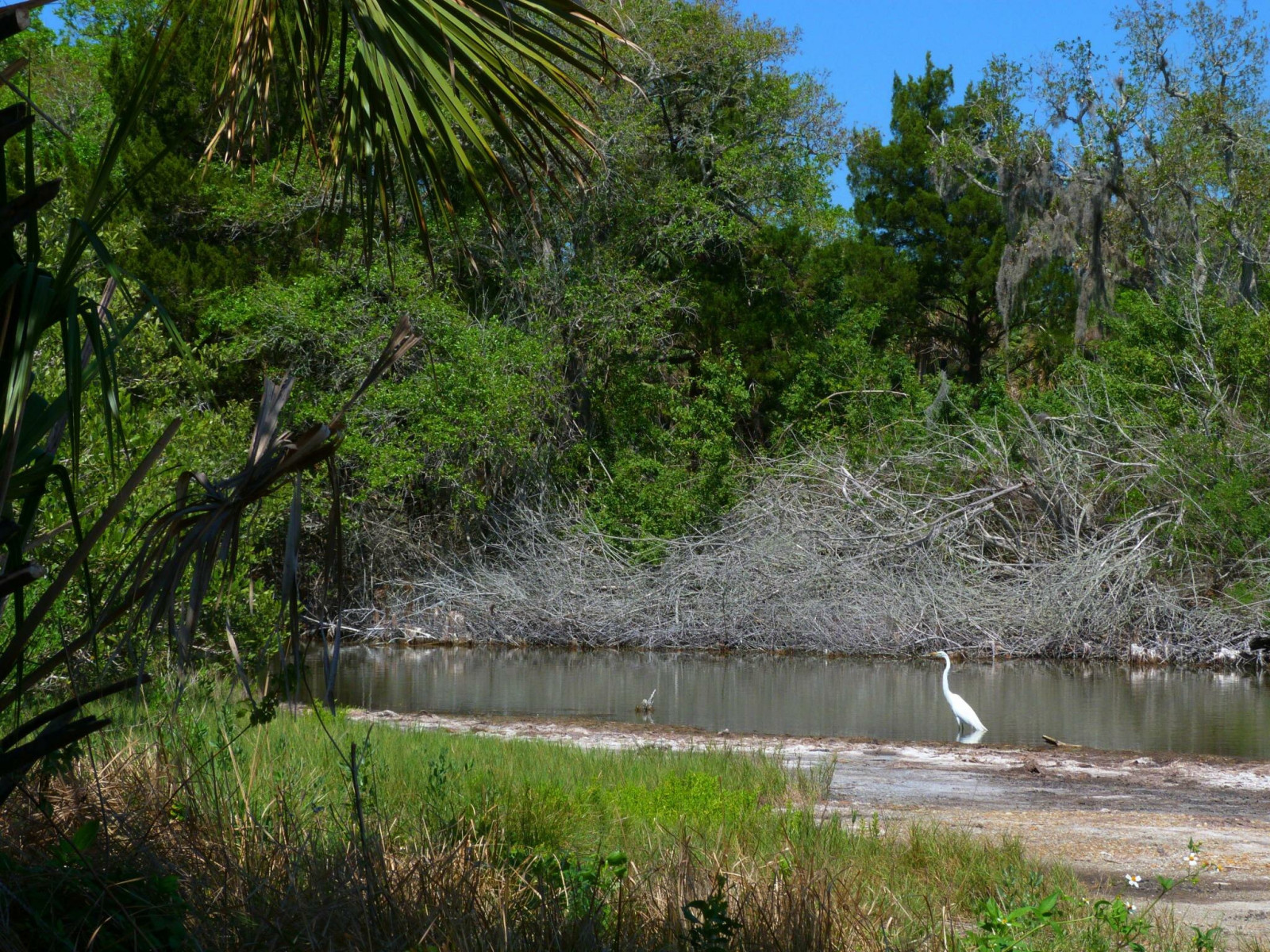Merritt Island NWR - Biolab Road | Birdingplaces