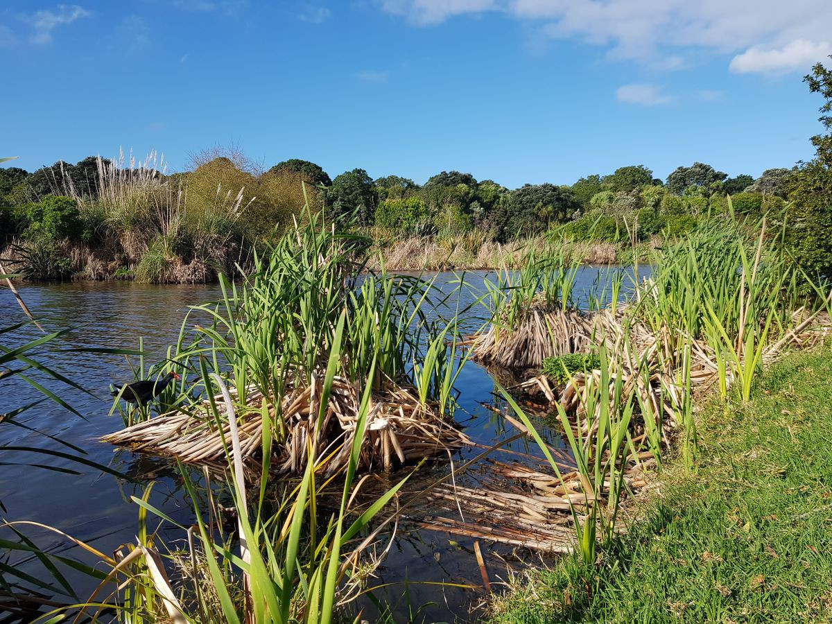 Tahuna Torea Nature Reserve | Birdingplaces