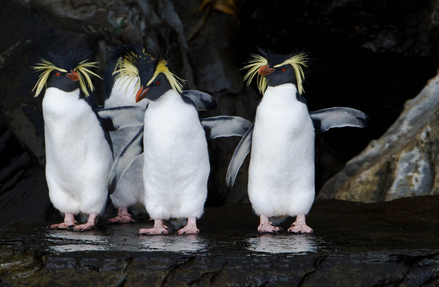 Macaroni Penguin (Eudyptes chrysolophus) | Birdingplaces
