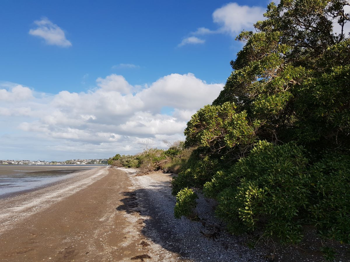 Tahuna Torea Nature Reserve | Birdingplaces