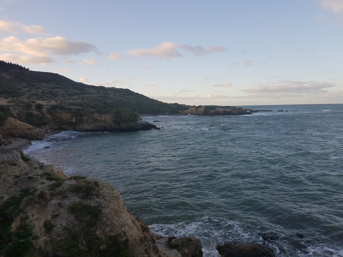 Shag Point - Matakaea | Birdingplaces