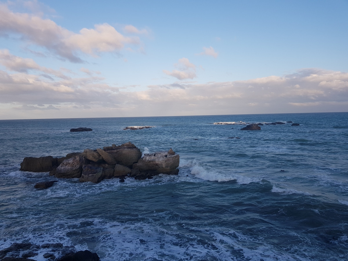 Shag Point - Matakaea | Birdingplaces