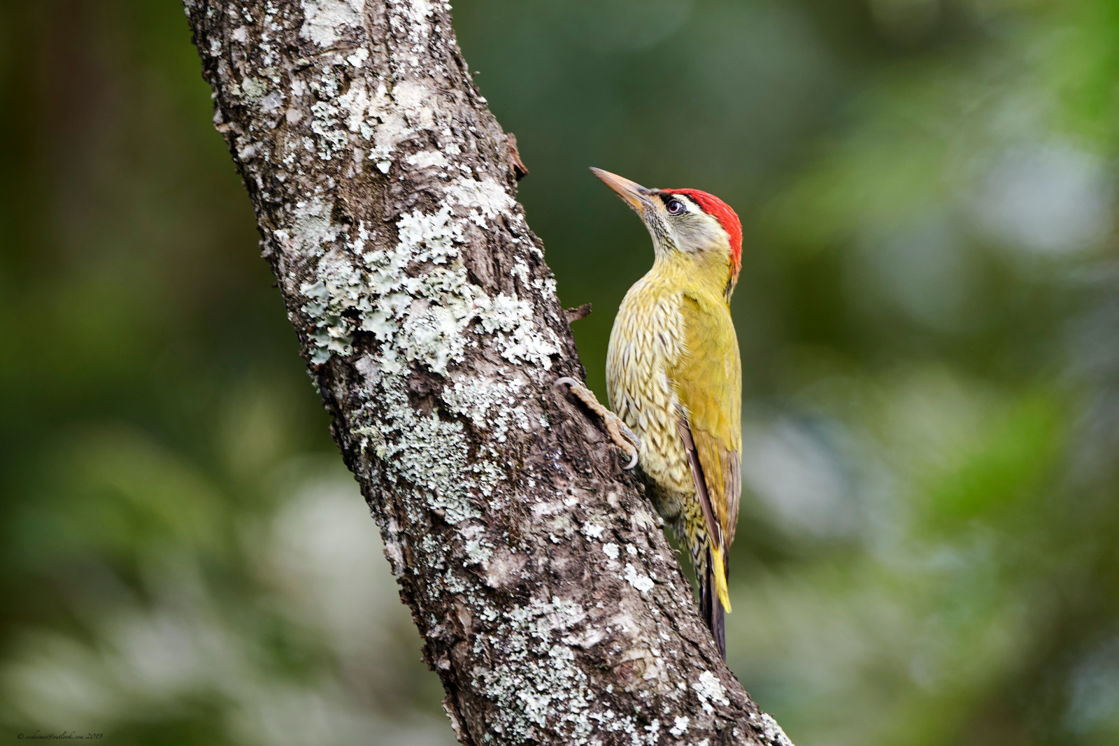 Streak-throated Woodpecker (Picus xanthopygaeus) | Birdingplaces