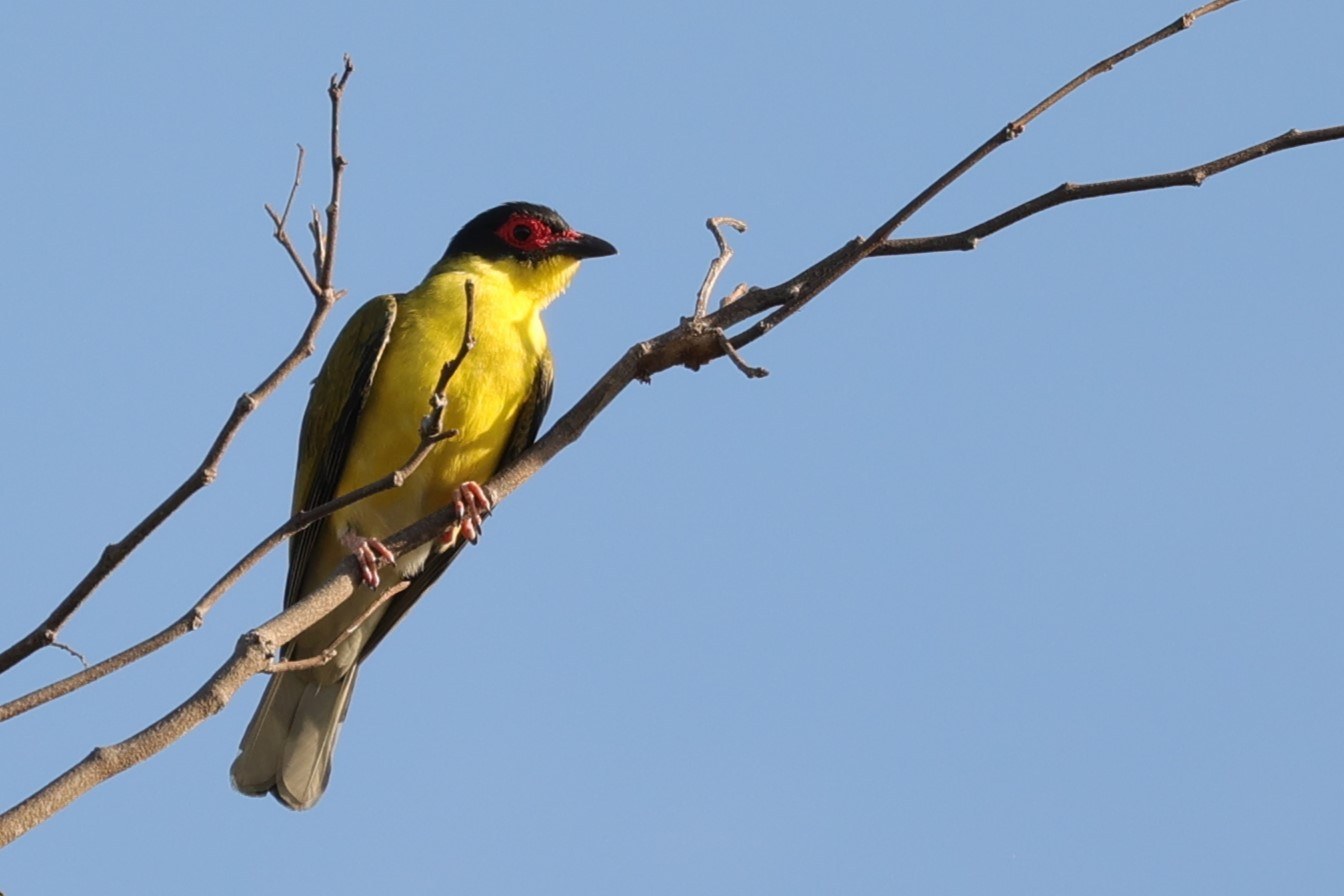 Australasian Figbird (Sphecotheres vieilloti) | Birdingplaces