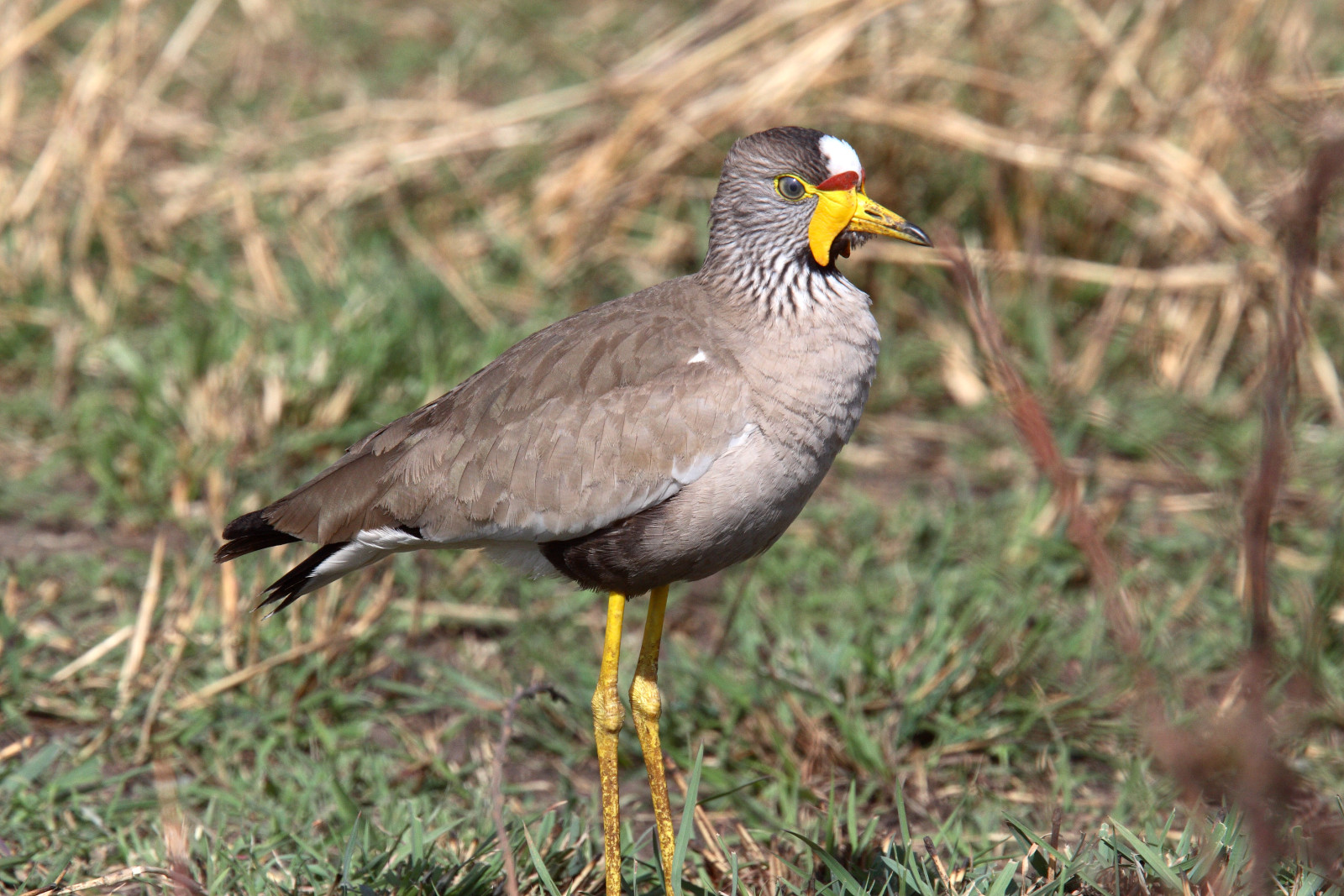 Wattled Lapwing (Vanellus senegallus) | Birdingplaces