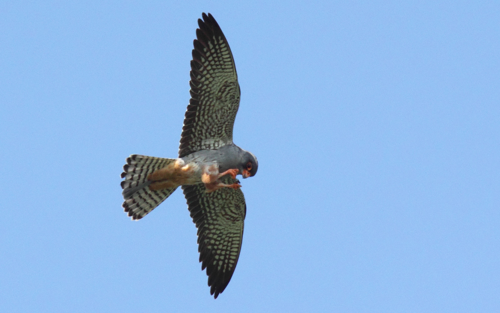 Amur Falcon (Falco amurensis) | Birdingplaces