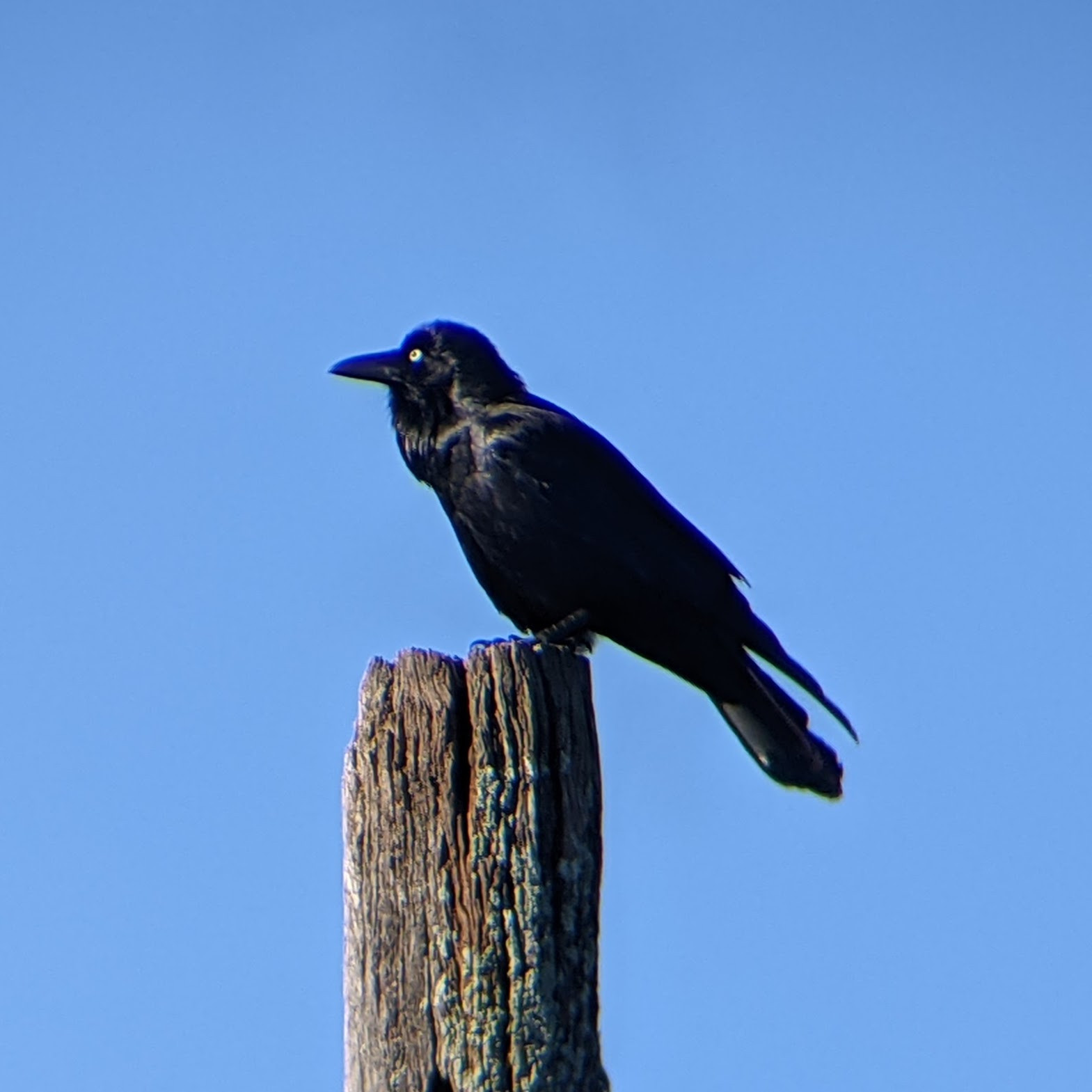 Australian Raven (Corvus coronoides) | Birdingplaces