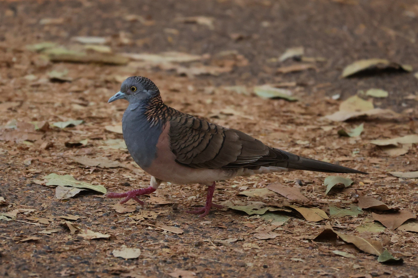 Bar-shouldered Dove (Geopelia humeralis) | Birdingplaces