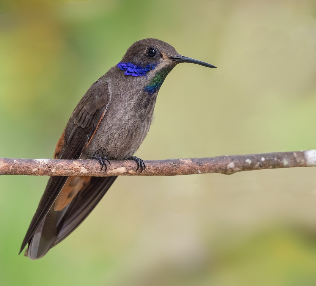 Brown Violetear (Colibri delphinae) | Birdingplaces