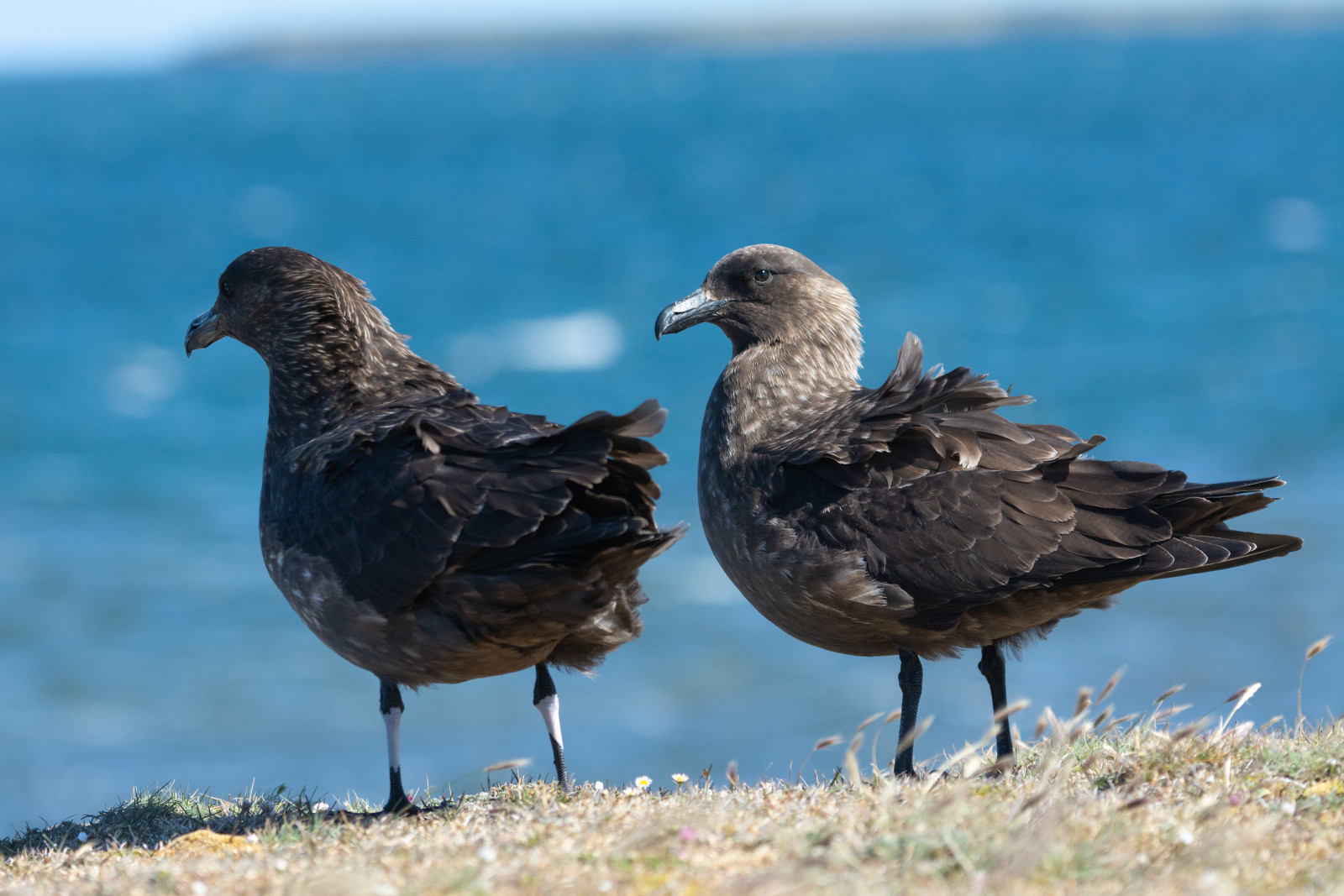 Brown Skua (Stercorarius antarcticus) | Birdingplaces