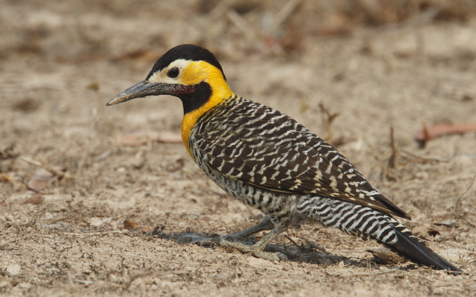 Campo Flicker (Colaptes campestris) | Birdingplaces